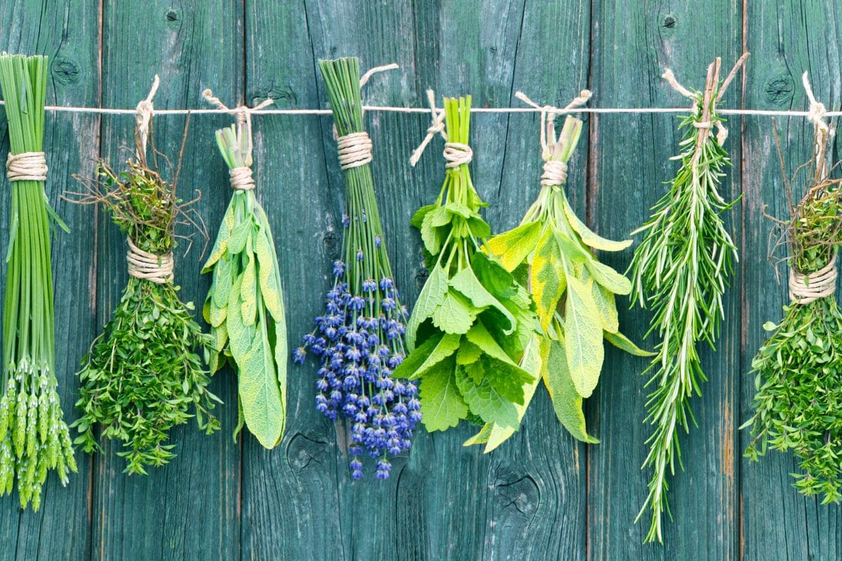 Grow a Stunning Beach Garden Like a Pro with Our Help