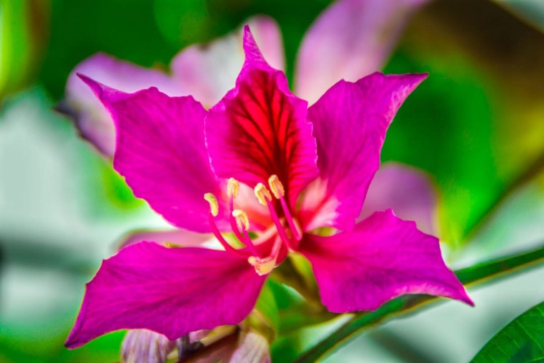 7 Small Flowering Trees Every Florida Gardener Will Love - Plantisima