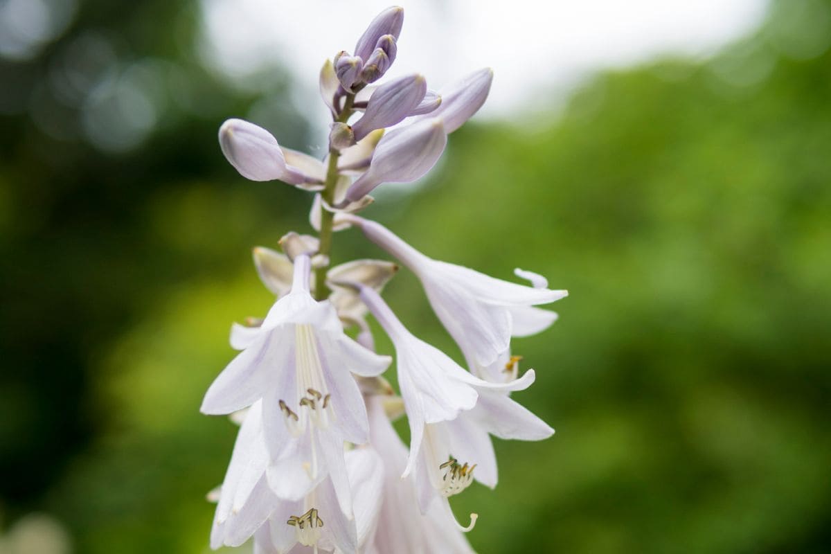 Deer Resistant Perennial: 11 Species You'll Absolutely Love - Plantisima