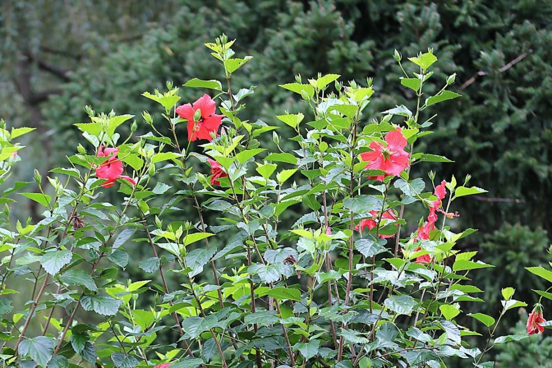 7 Small Flowering Trees Every Florida Gardener Will Love - Plantisima