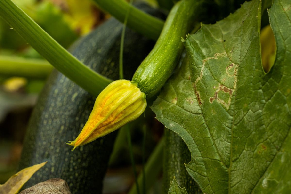 Florida Vines: The Best 9 Native Species - Plantisima