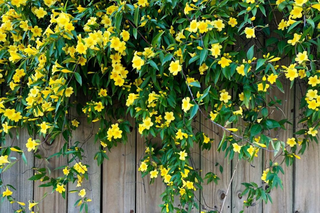 Florida Vines: The Best 9 Native Species - Plantisima