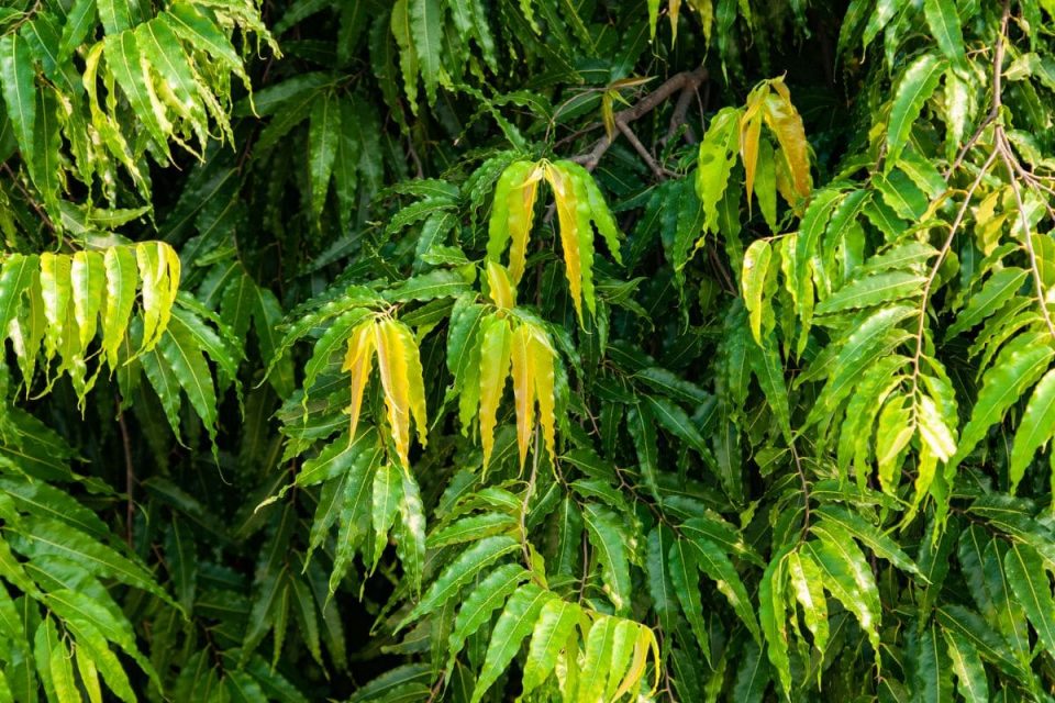 Ashoka Tree: What Is Special About This Tree? - Plantisima