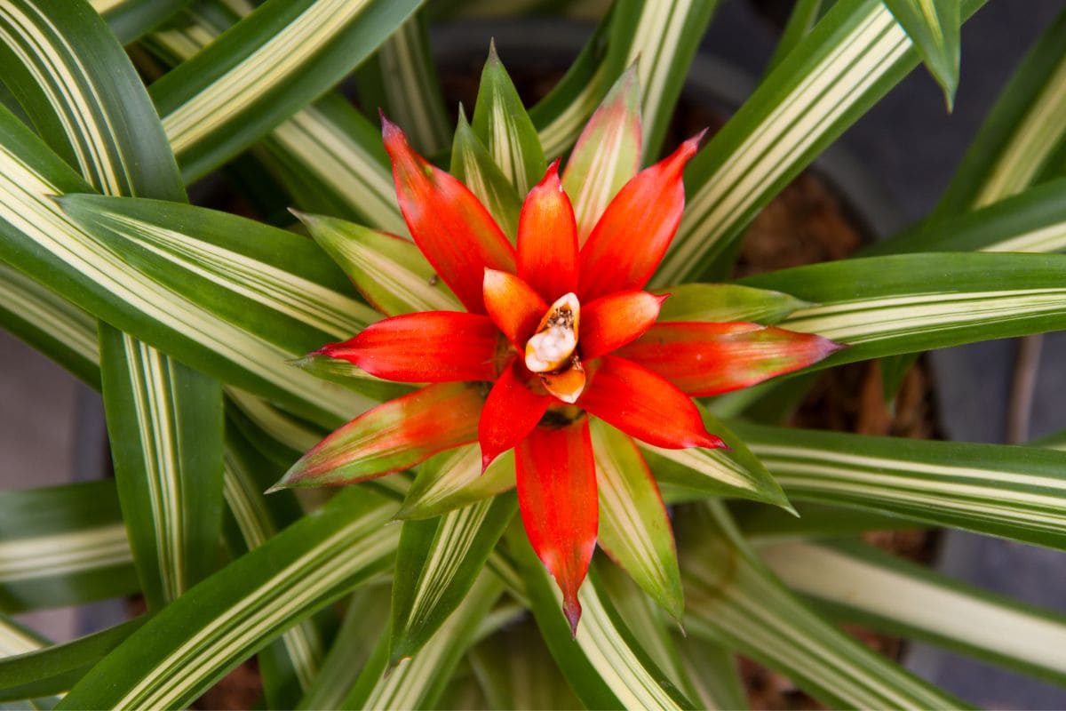 Bromeliad Florida: Colorful Showy Foliage Care Guide - Plantisima