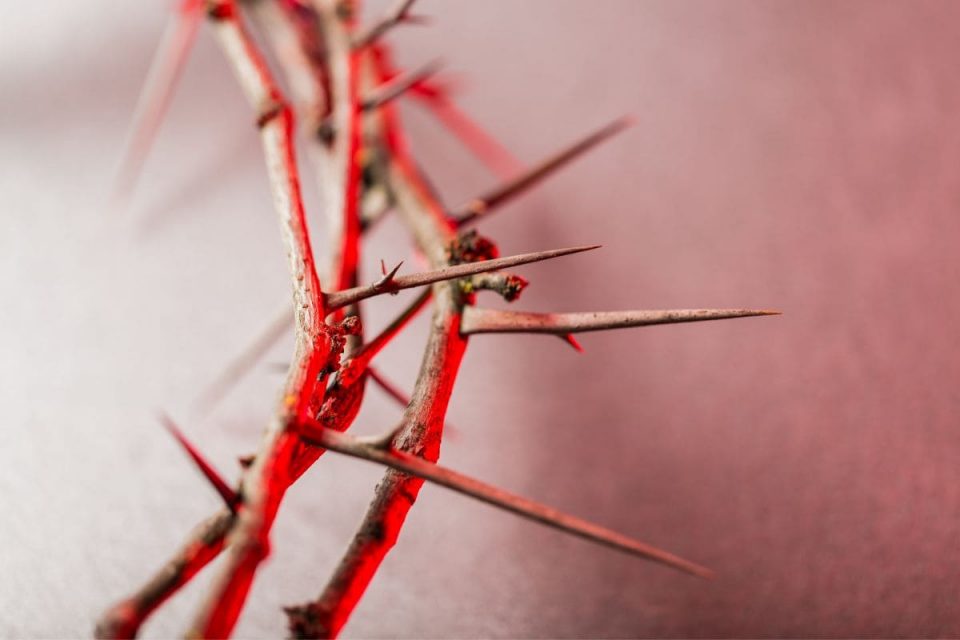 Want a Healthier Crown of Thorns Plant? Here’s How to Improve Its ...