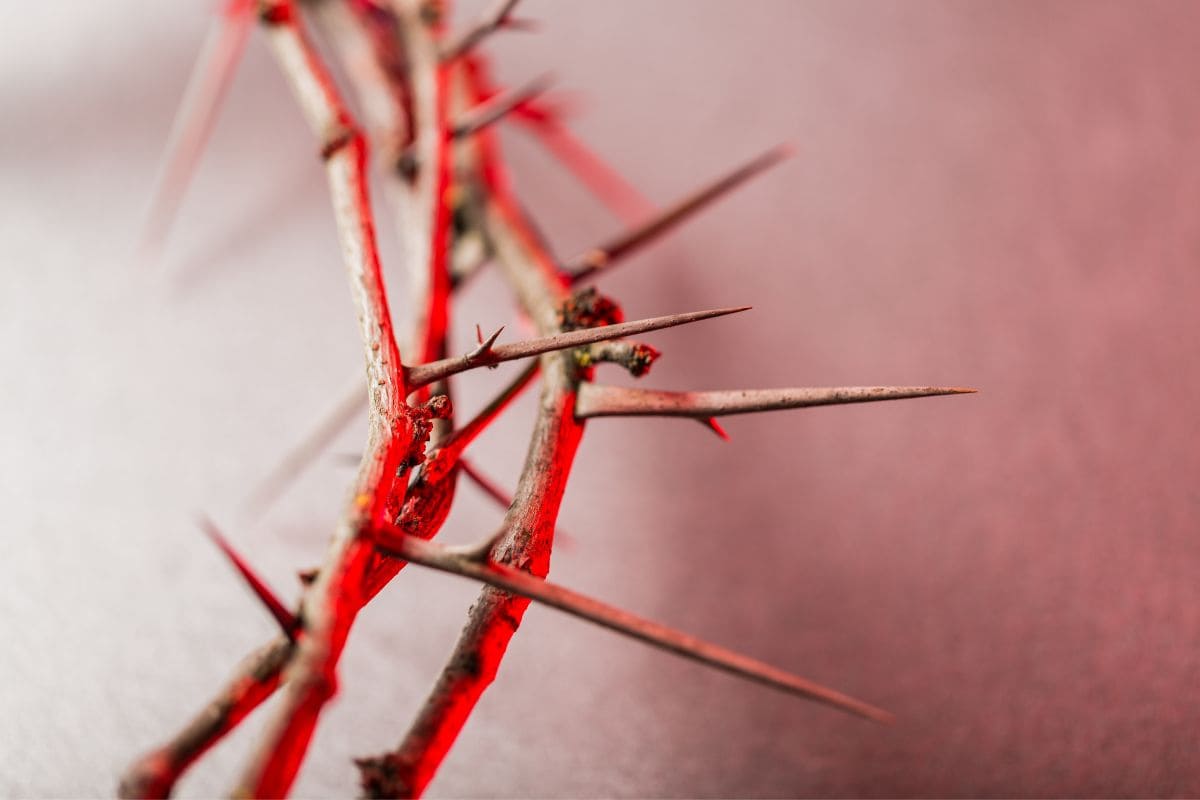 Crown Of Thorns Plant Care: Improve Growth With Our Tips - Plantisima