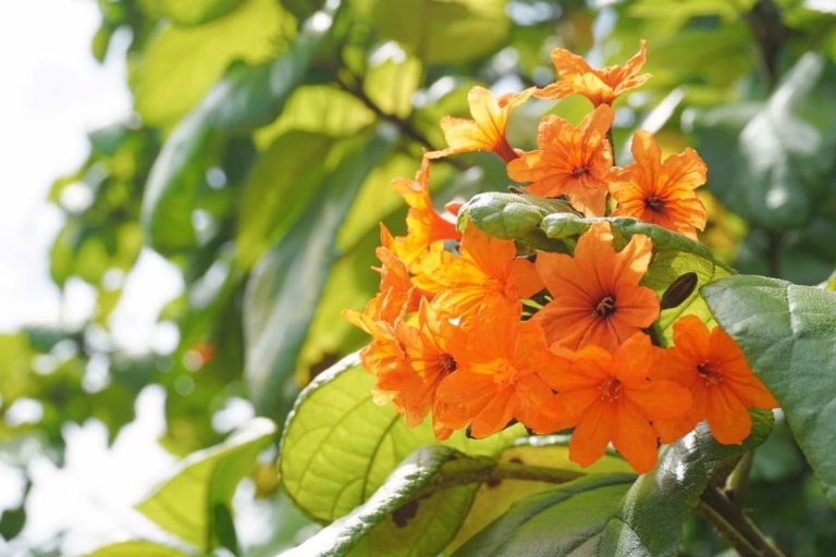 Your Guide to Growing a Beautiful Geiger Tree - Plantisima