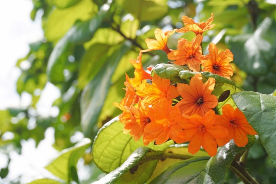 Your Guide to Growing a Beautiful Geiger Tree - Plantisima