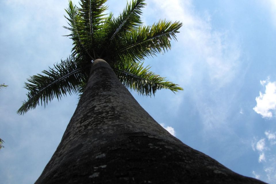 Royal Palm Tree: Add Class And Elegance To Your Yard