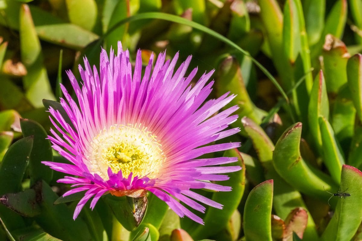 The Essential Steps to Growing Perfect Ice Plants in California ...