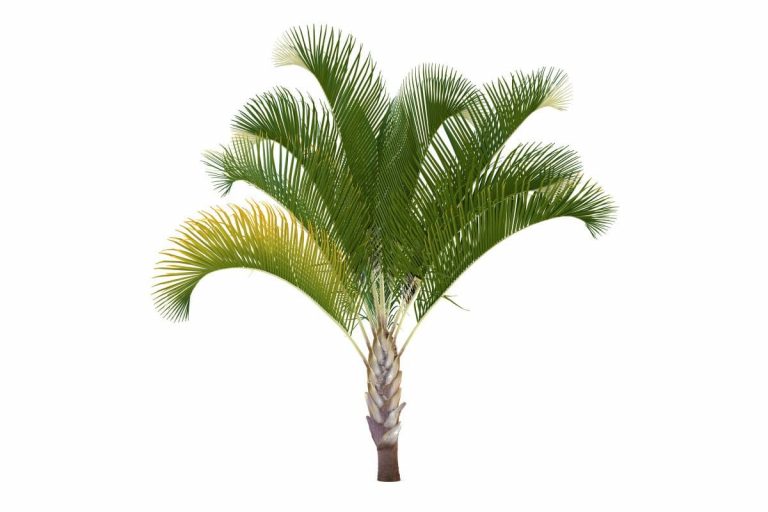 Meet the Triangle Palm: Madagascar's Most Stunningly Unique Palm Tree ...