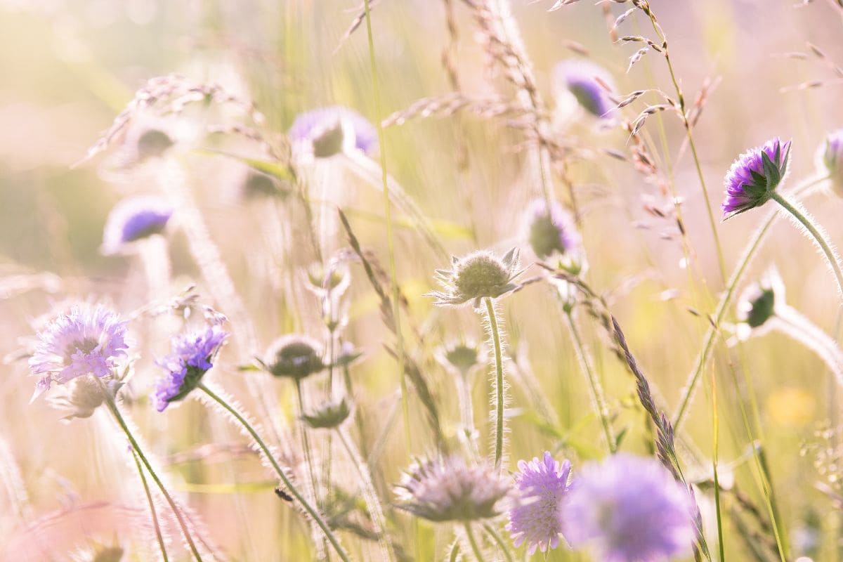 97 Wildflower Quotes Worth Reading - Plantisima