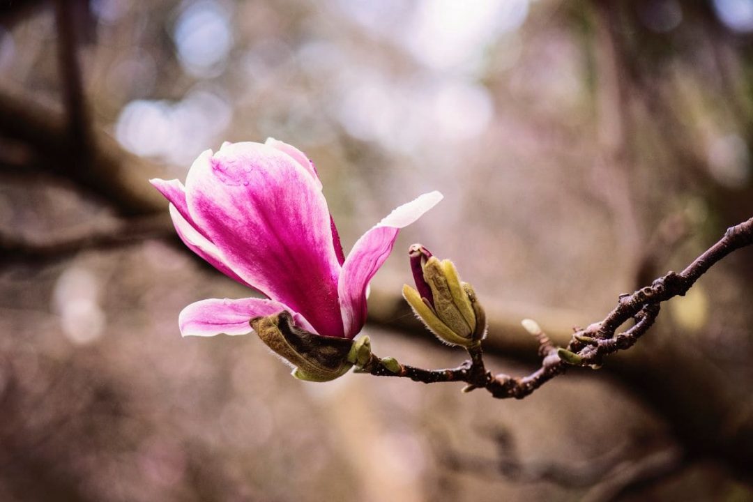 Find Inspiration in These 115 Bloom Quotes and Colorful Stories ...