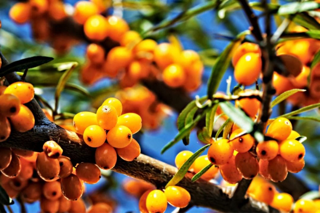 Grow a Stunning Beach Garden Like a Pro with Our Help