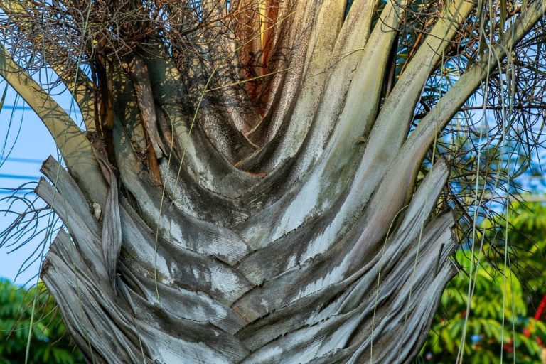Meet the Triangle Palm: Madagascar's Most Stunningly Unique Palm Tree ...