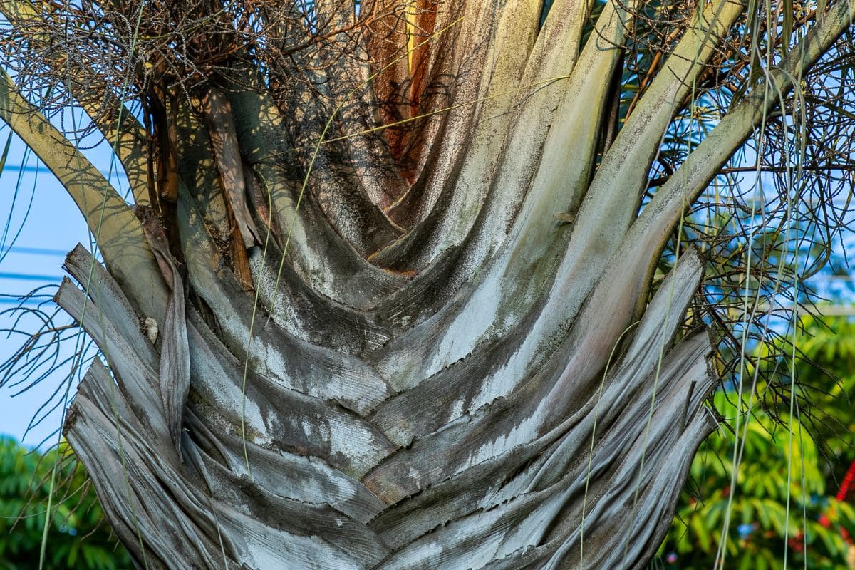 Meet the Triangle Palm: Madagascar's Most Stunningly Unique Palm Tree ...