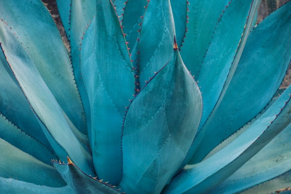 Your Guide to Growing and Shaping the Elegant Agave Blue Flame