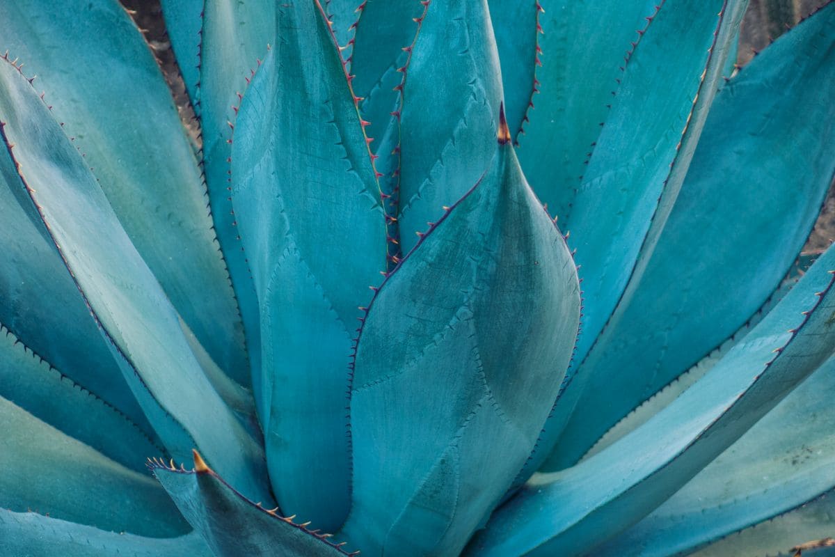 Your Guide to Growing and Shaping the Elegant Agave Blue Flame