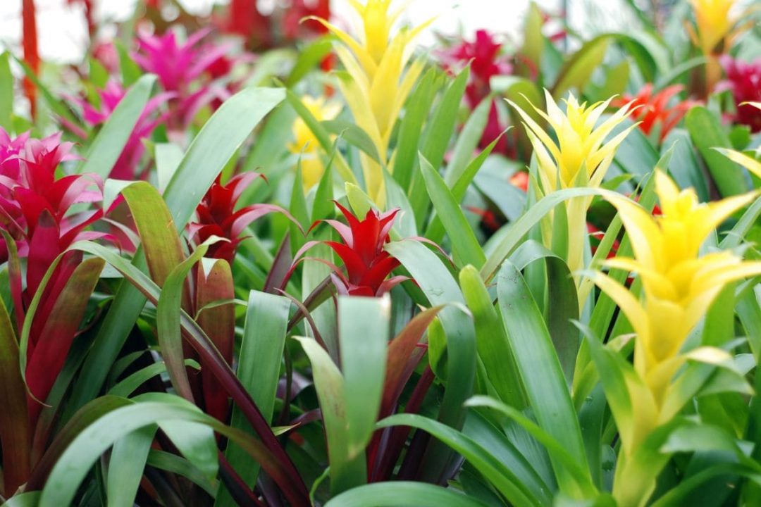 Bromeliad Florida: Colorful Showy Foliage Care Guide - Plantisima