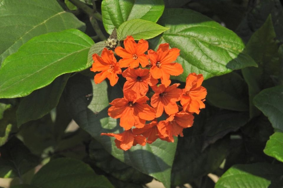 Your Guide to Growing a Beautiful Geiger Tree - Plantisima