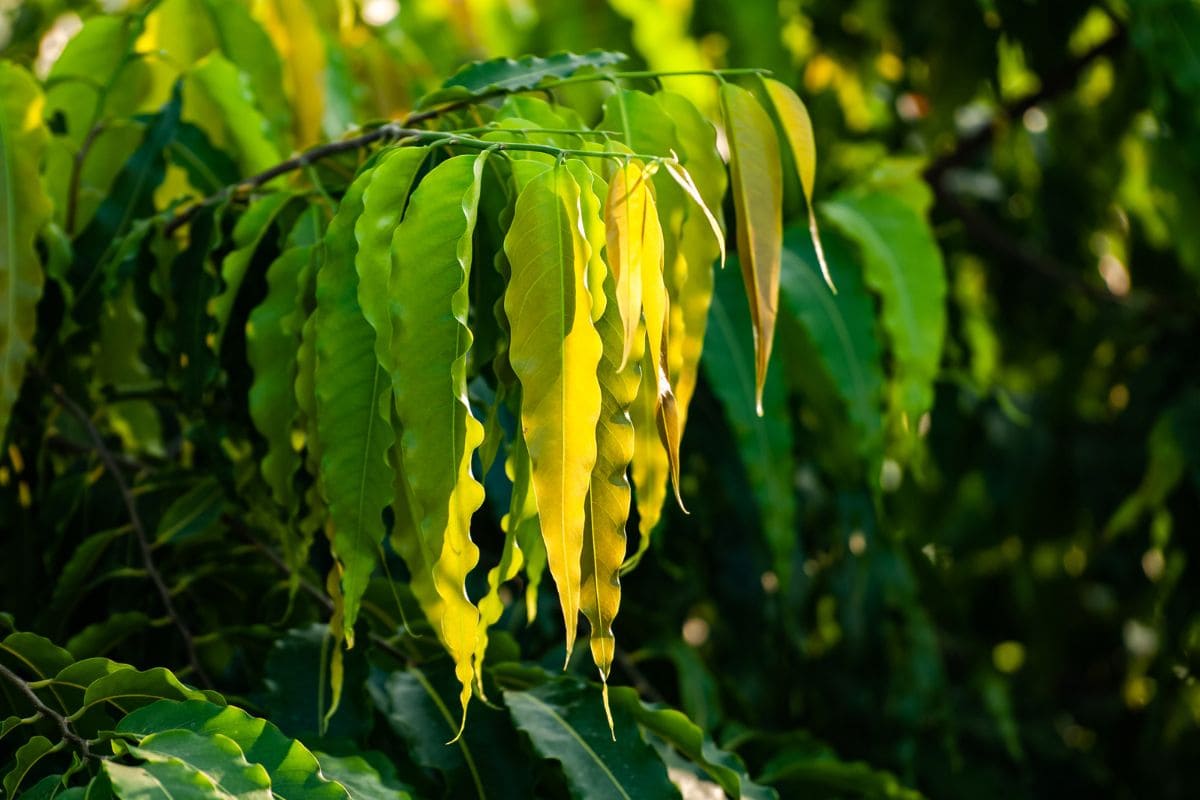 Ashoka Tree: What Is Special About This Tree? - Plantisima