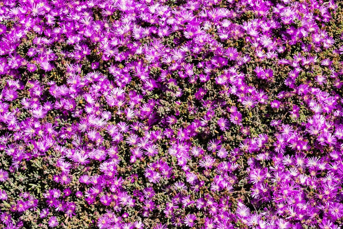 The Essential Steps to Growing Perfect Ice Plants in California ...