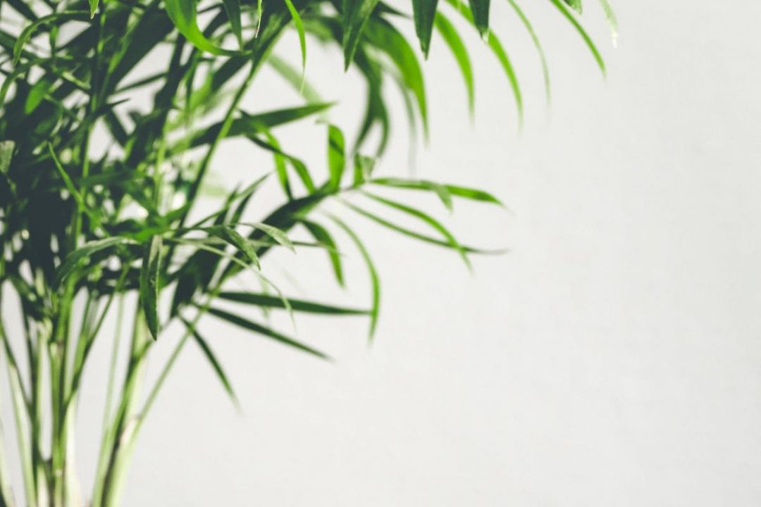 Say A Happy Meow To Your New Indoor Cat Palm - Plantisima