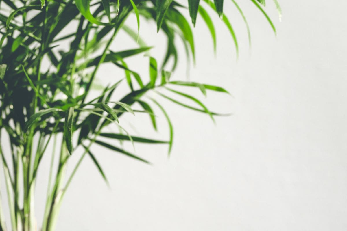 Say A Happy Meow To Your New Indoor Cat Palm - Plantisima