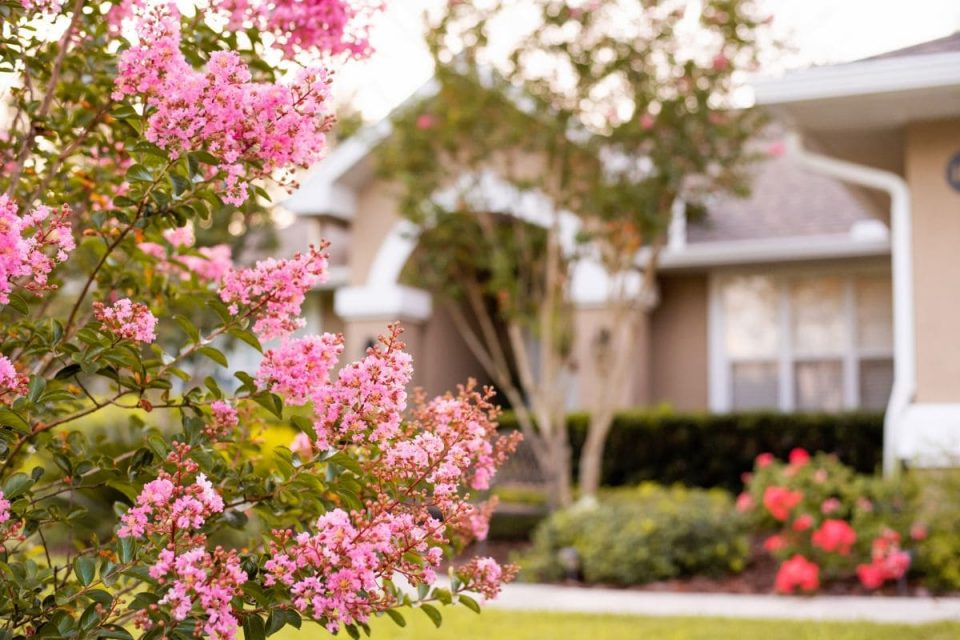 7 Small Flowering Trees Every Florida Gardener Will Love - Plantisima