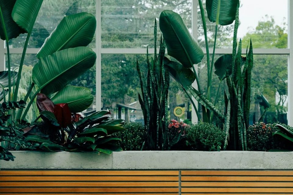 7 Potential Reasons Why Your Plant Has Black Leaves - Plantisima