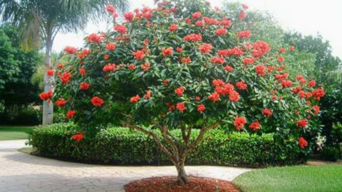 Effortless Beauty with the Flowering Jatropha Tree in Your Garden ...
