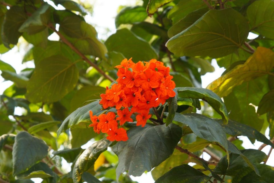 Your Guide to Growing a Beautiful Geiger Tree - Plantisima