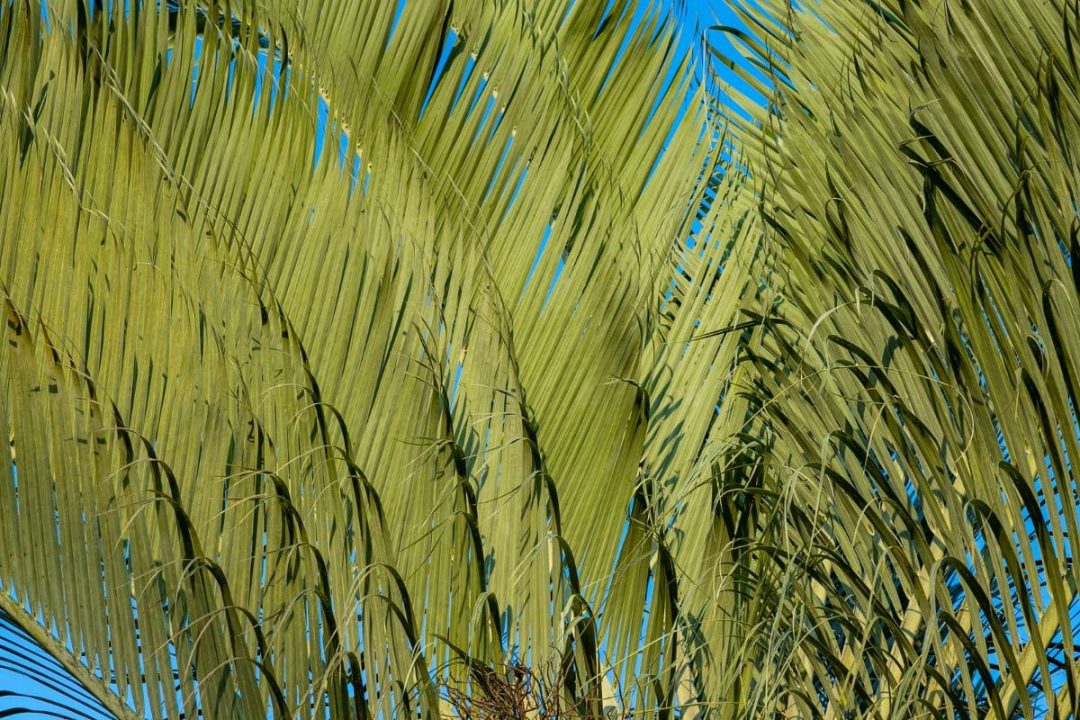Meet the Triangle Palm: Madagascar's Most Stunningly Unique Palm Tree ...