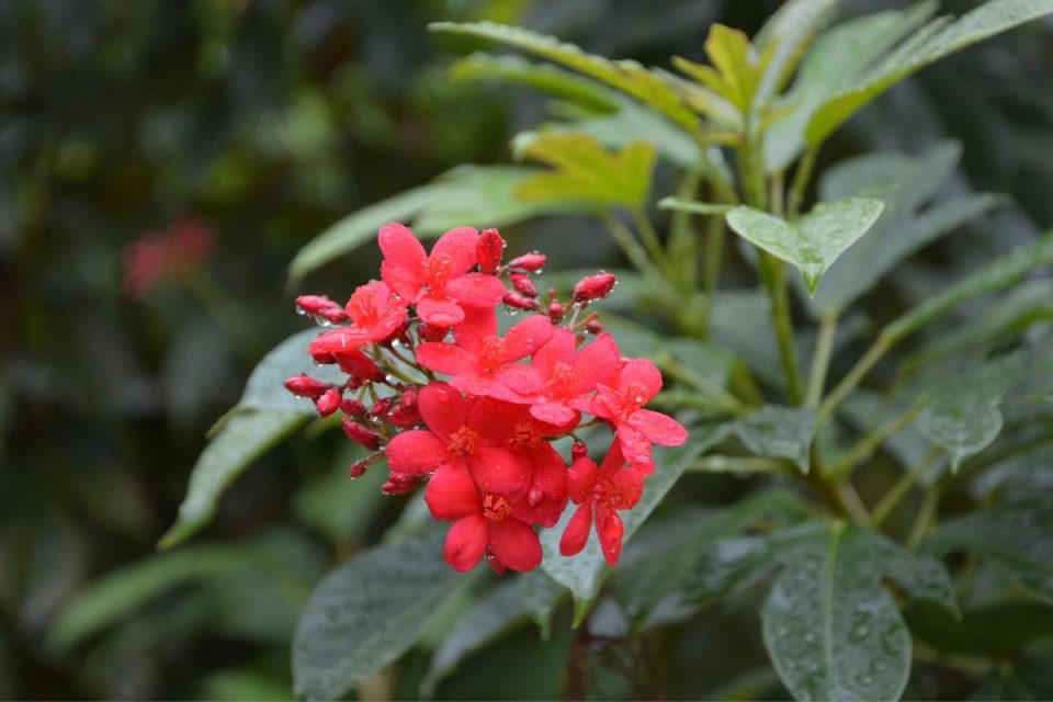 Effortless Beauty with the Flowering Jatropha Tree in Your Garden ...