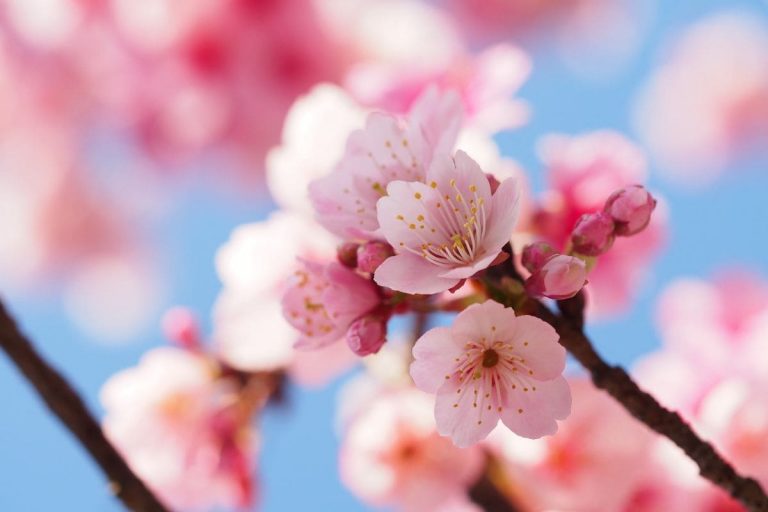 Find Inspiration in These 115 Bloom Quotes and Colorful Stories ...
