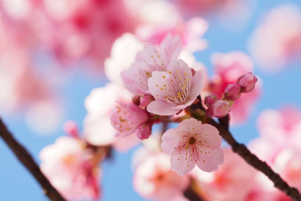 Find Inspiration in These 115 Bloom Quotes and Colorful Stories ...