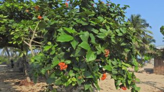 Your Guide to Growing a Beautiful Geiger Tree - Plantisima