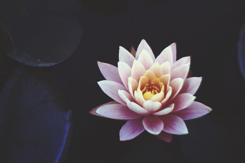 Find Inspiration in These 115 Bloom Quotes and Colorful Stories ...