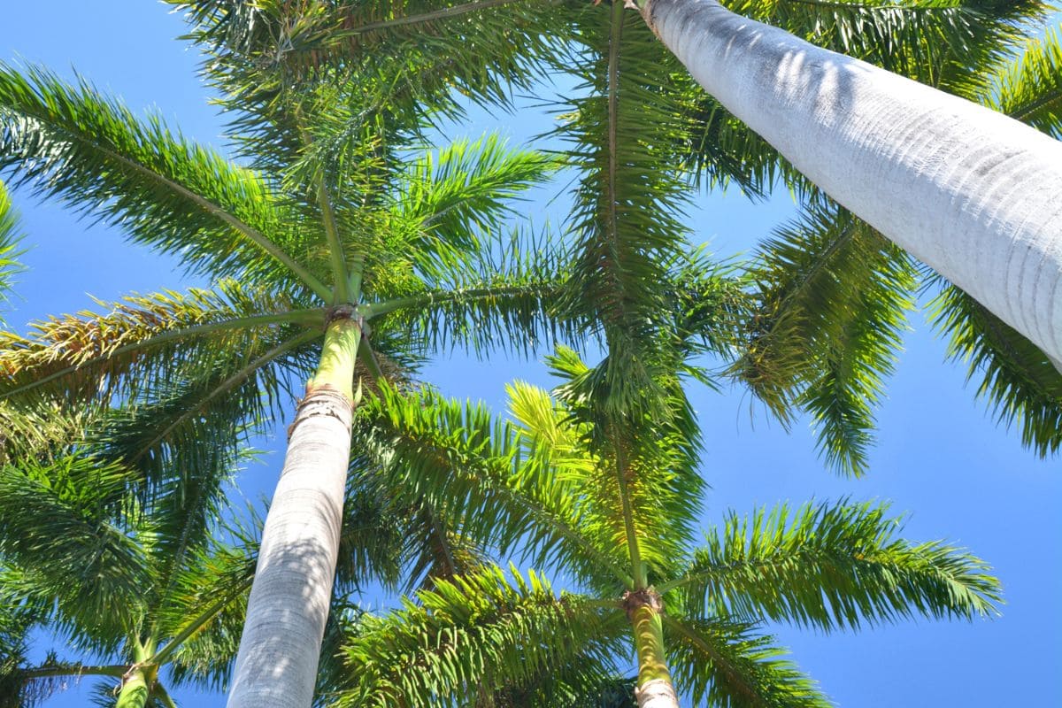 Royal Palm Tree: Add Class And Elegance To Your Yard