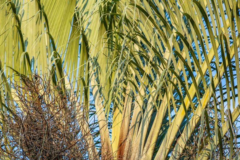 Meet the Triangle Palm: Madagascar's Most Stunningly Unique Palm Tree ...