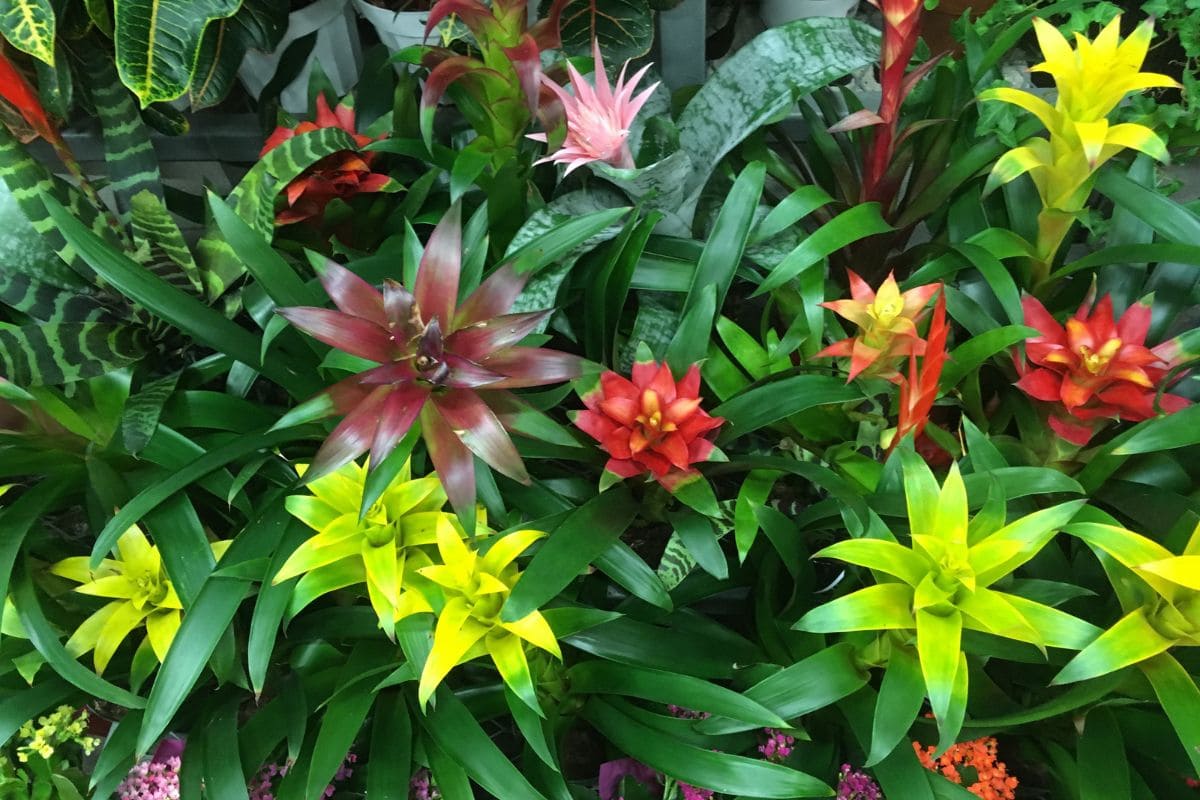 Bromeliad Florida: Colorful Showy Foliage Care Guide - Plantisima