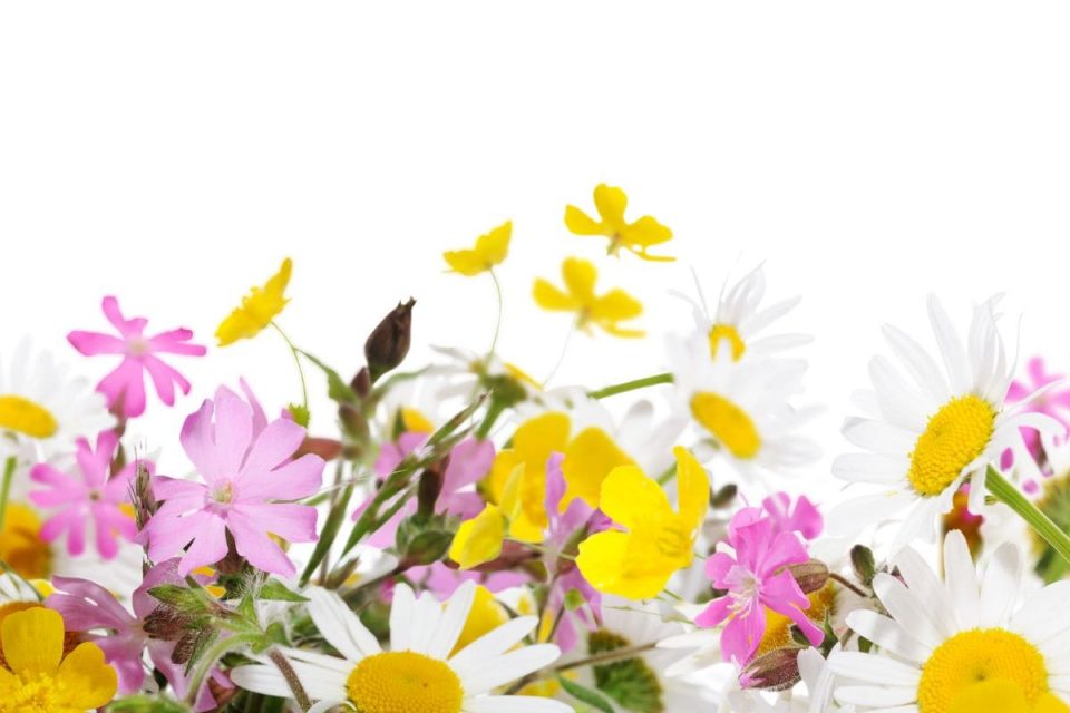 97 Wildflower Quotes Worth Reading - Plantisima