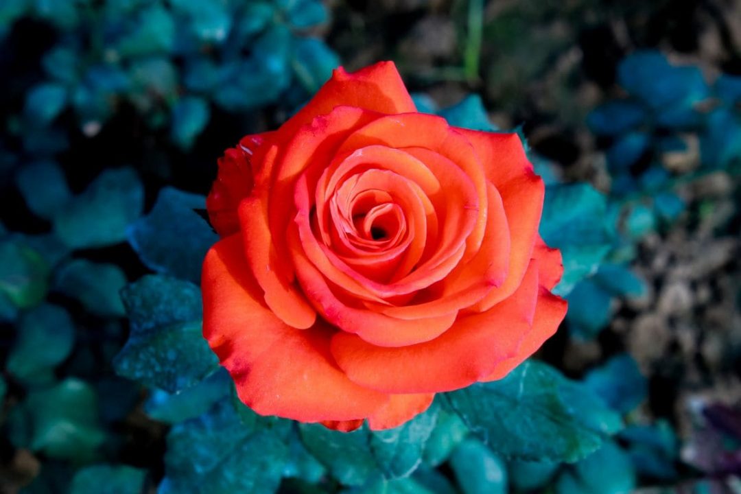 Find Inspiration in These 115 Bloom Quotes and Colorful Stories ...