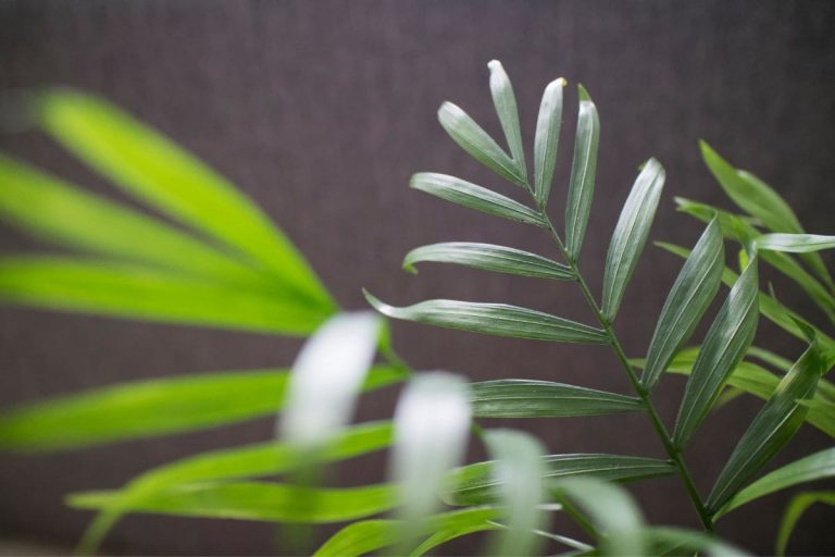 Say A Happy Meow To Your New Indoor Cat Palm - Plantisima
