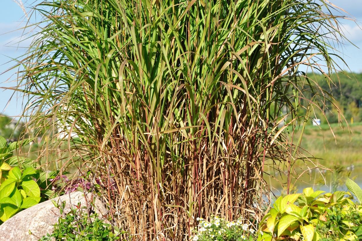 Flame Grass Facts Every Gardener Should Know for Stunning Results ...