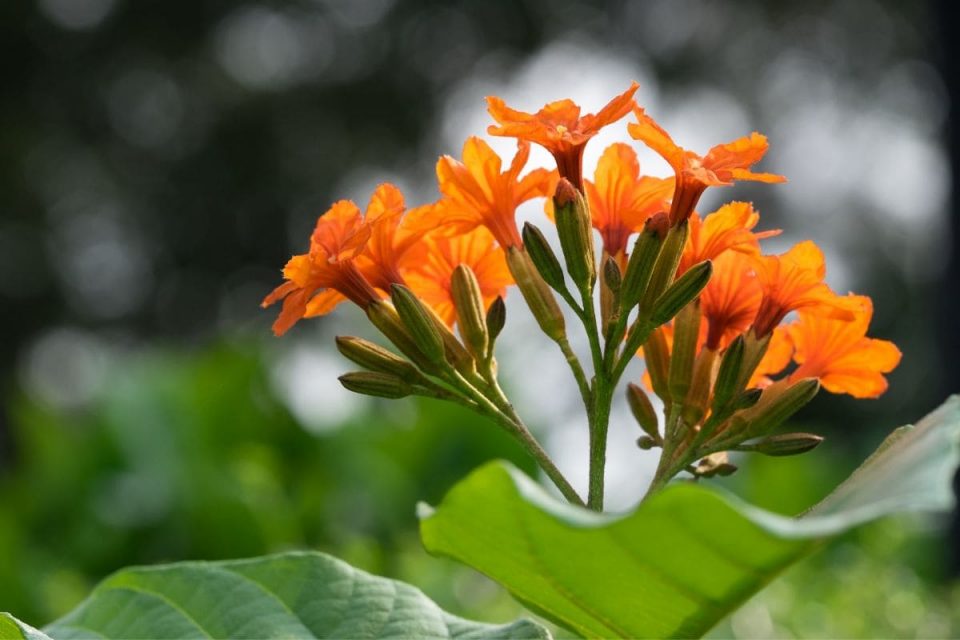 Your Guide to Growing a Beautiful Geiger Tree - Plantisima