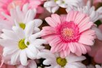 Find Inspiration in These 115 Bloom Quotes and Colorful Stories ...