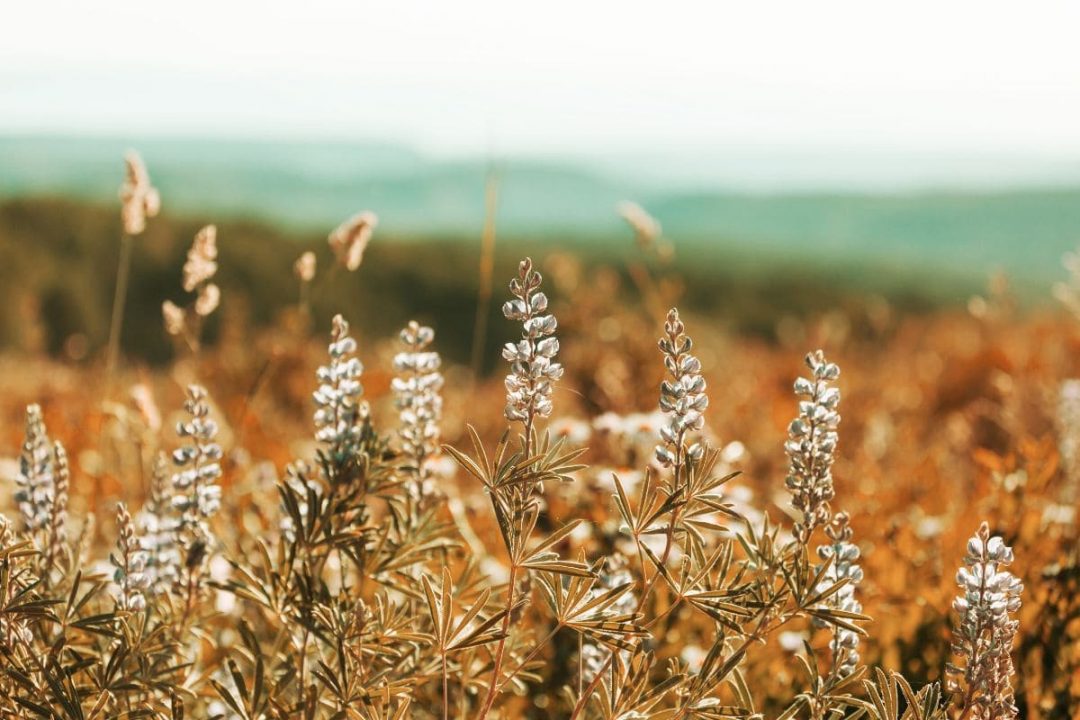 97 Wildflower Quotes Worth Reading - Plantisima