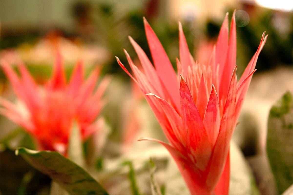 Bromeliad Florida: Colorful Showy Foliage Care Guide - Plantisima