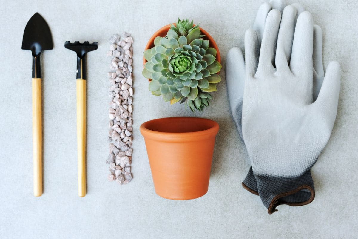 Planters Quotes: 115 Sayings For Enthusiastic Green Thumbs - Plantisima